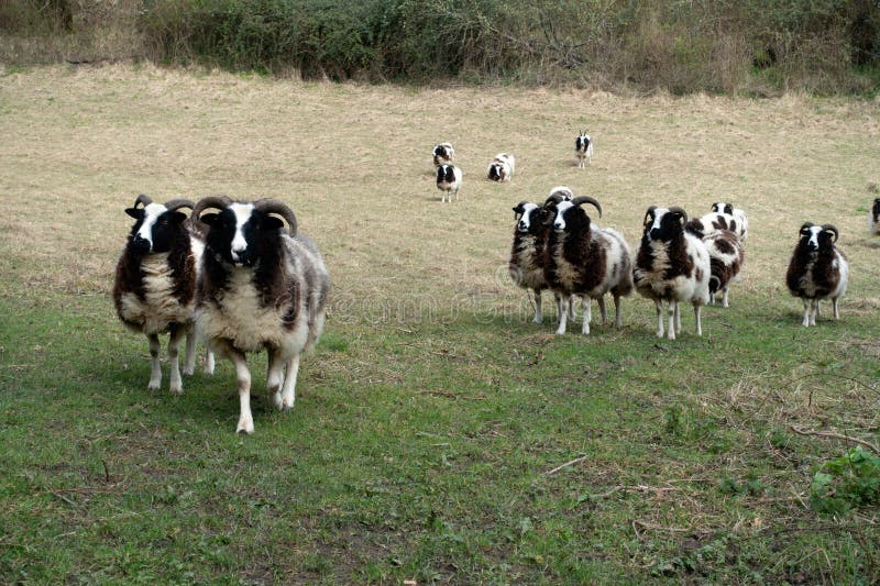A Field with Jacob Sheep Breed with Horns Looking Around and Walking To ...