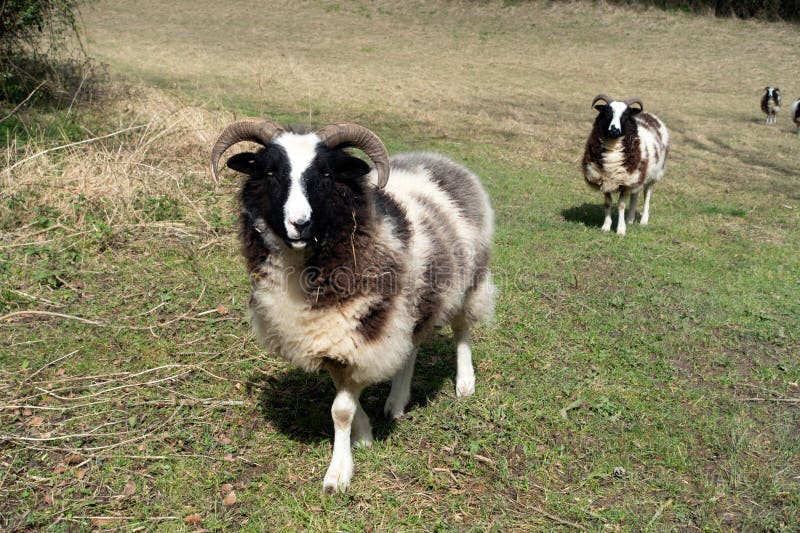 A Field with Jacob Sheep Breed with Horns Looking Around and Walking To ...
