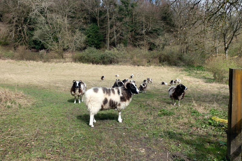 A Field with Jacob Sheep Breed with Horns Looking Around and Walking To ...