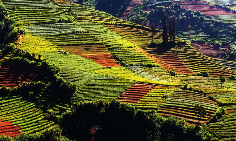 Field in Java stock photo. Image of dieng, rural, plant - 54211846