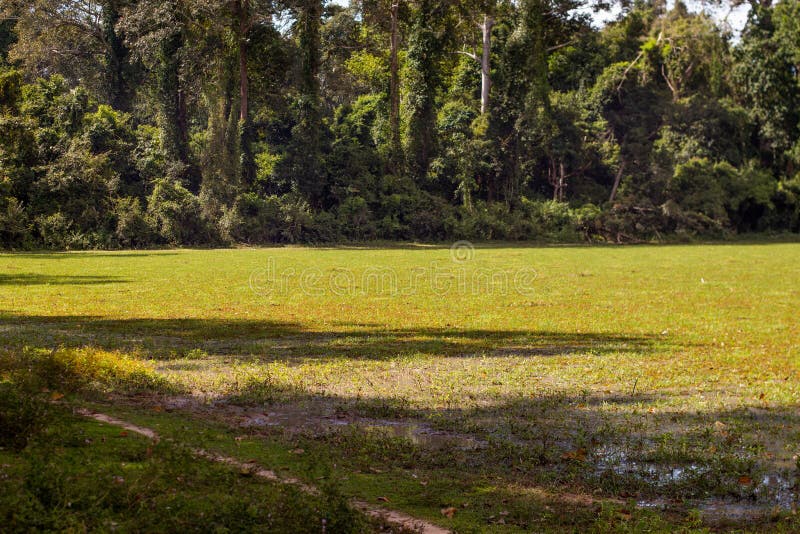 A Field in the Jungle Angkor Thom, Cambodia Stock Image - Image of ...