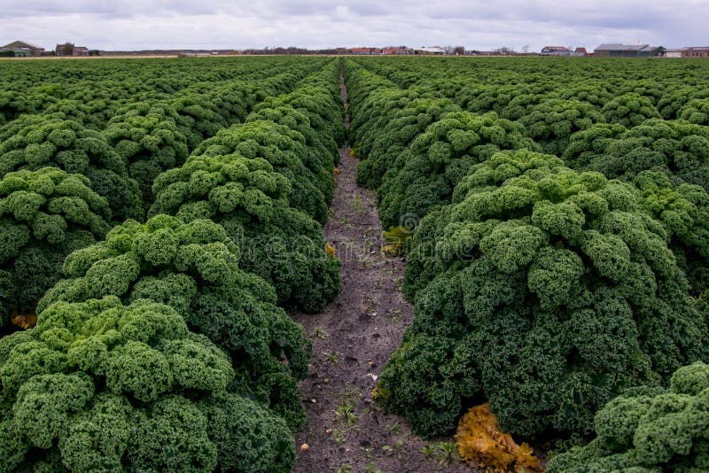 Field of Kale or Farmers Cabbage Stock Image - Image of vegetarian ...
