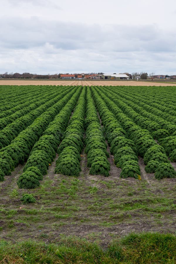 Field of Kale or Farmers Cabbage Stock Image - Image of nature ...