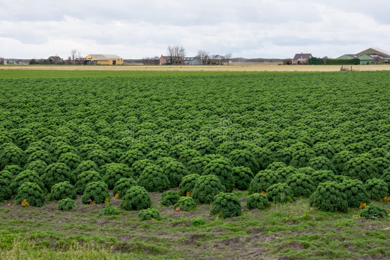 Field of Kale or Farmers Cabbage Stock Photo - Image of healthcare ...