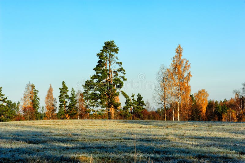 Field Landscape in Autumn in the Northwest of Russia Stock Image ...
