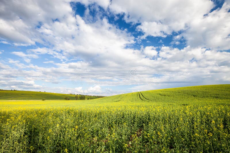 Field landscape stock image. Image of hill, agriculture - 55013171