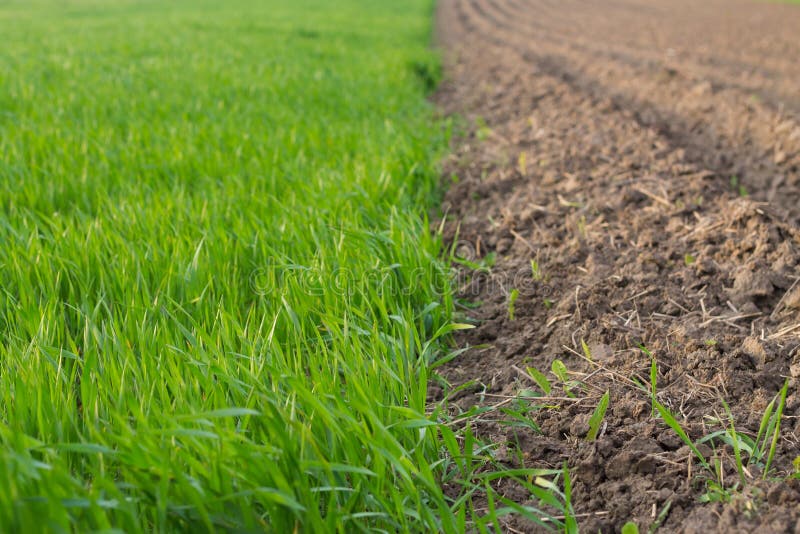 Field landscape stock photo. Image of spring, blue, environment - 40256276