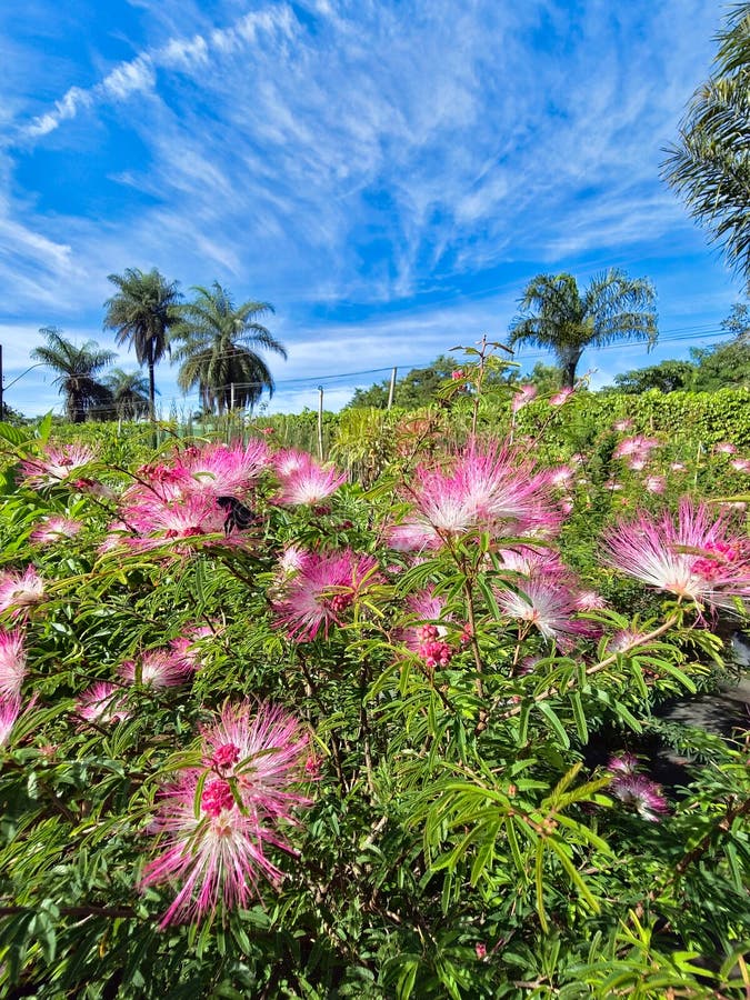 Field Landscape of Pink Calliandra Flowers. Stock Image - Image of ...