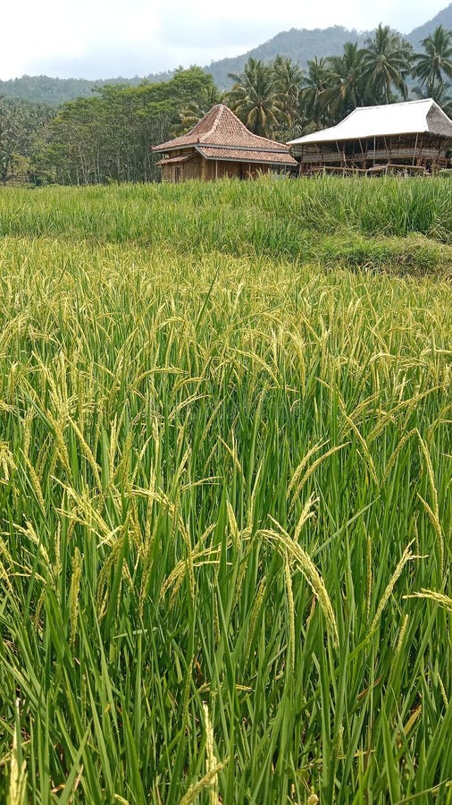 Landscape of Rice Fields in Wonosobo, Central Java, Indonesia. Stock ...