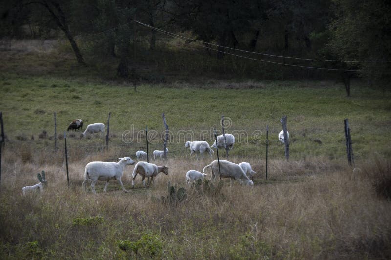 Field Landscape with Sheep Herding in Mexico Stock Photo - Image of ...