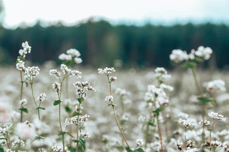 Field Landscape, Summer Evening, Flowers, White, Pink, Background ...