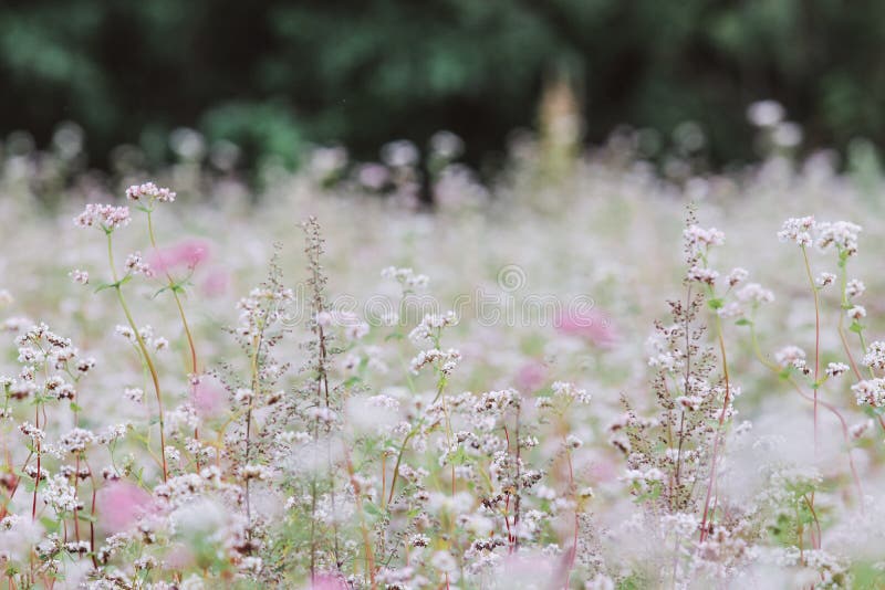 Field Landscape, Summer Evening, Flowers, White, Pink, Background ...