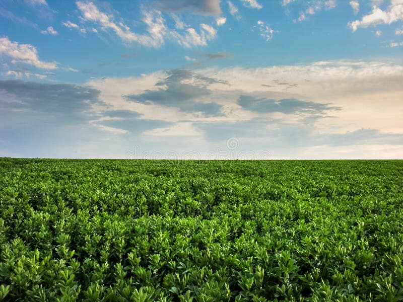 Vicia Faba Bean Faba Bean Field Landscape Stock Image - Image of blue ...