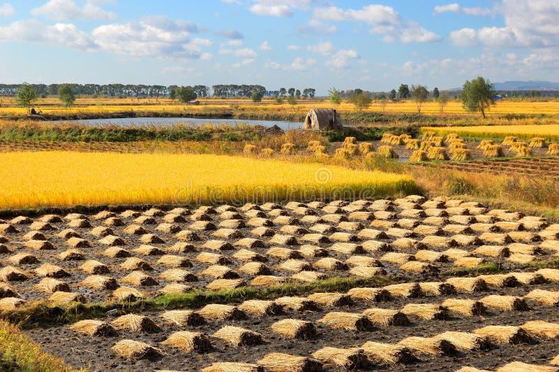 Field landscapes stock photo. Image of land, agriculture - 12440992