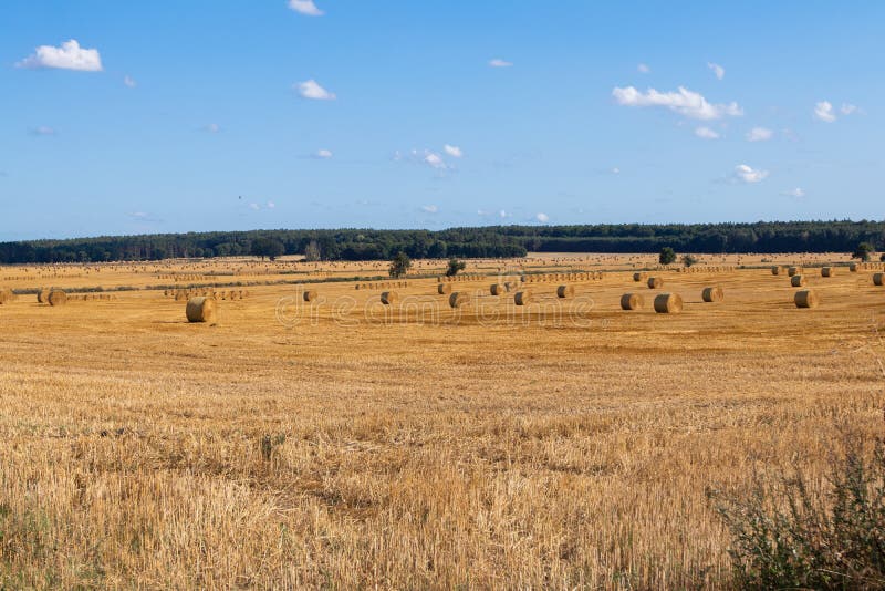 A Field for a Large Bale. Early Fall Stock Image - Image of grain ...