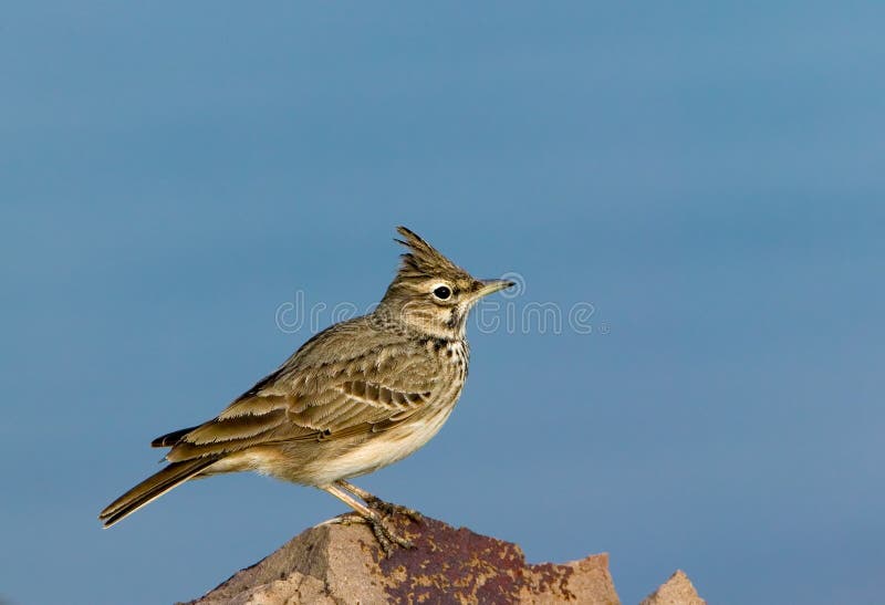 Field-lark stock image. Image of lark, songster, life - 1738737