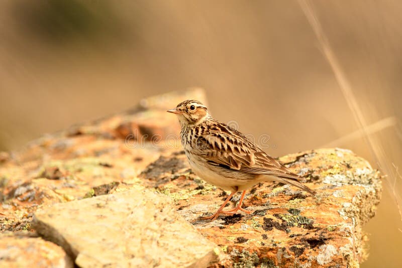 Field-lark stock image. Image of lark, songster, life - 1738737