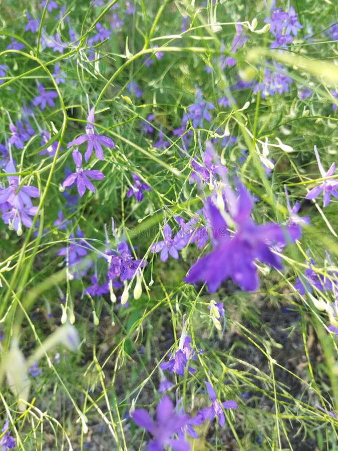 A field larkspur stock image. Image of violet, flowers - 222997571