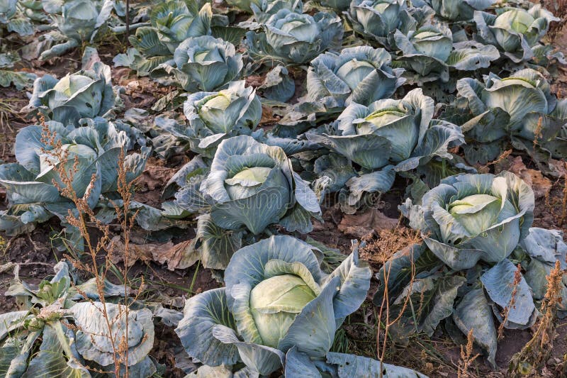 Field of the Late White Cabbage in the Morning Light Stock Photo ...