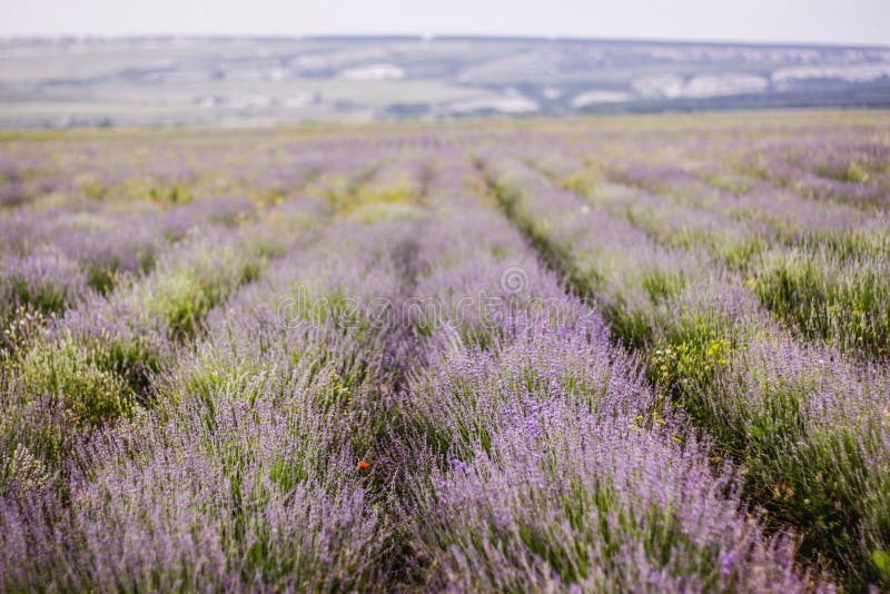 Field of lavander stock image. Image of hills, plants - 91335511