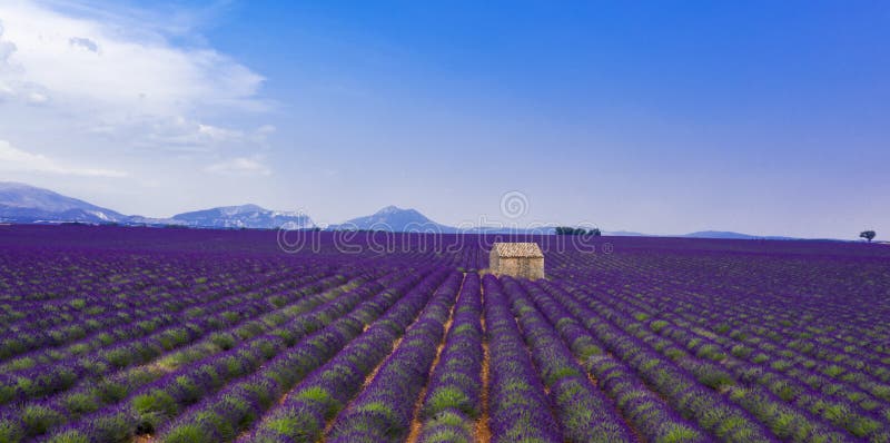 Field of lavender stock image. Image of honey, summer - 152294285