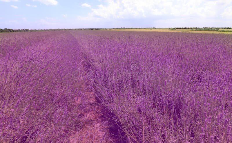 1,311 Deep Lavender Color Stock Photos - Free & Royalty-Free Stock ...