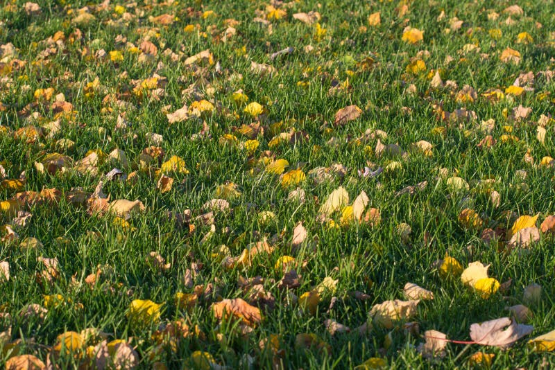 Field and leaves stock photo. Image of bright, nature - 80354598