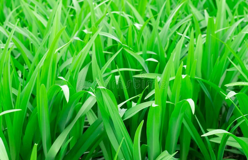 Field of leaves stock photo. Image of nature, closeup - 39785664