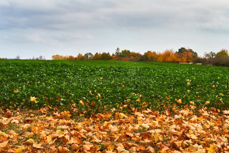Field, Leaves and Trees in Autumn Stock Photo - Image of outdoor, czech ...
