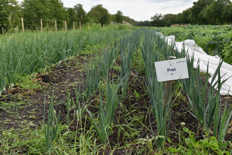 Field of Leeks in Friesland, the Netherlands Stock Photo - Image of ...