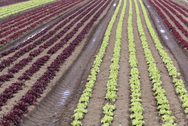 Field with Lettuce plants stock photo. Image of crop - 101597652