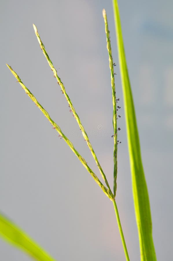 In the Field, Like a Weed, Grows Digitaria Sanguinalis Stock Image ...