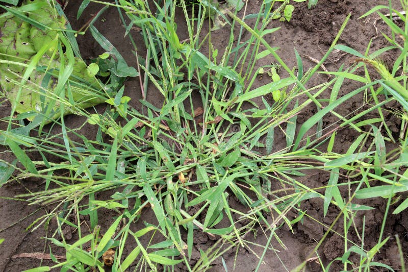 Crabgrass Flower Stock Photos - Free & Royalty-Free Stock Photos from ...