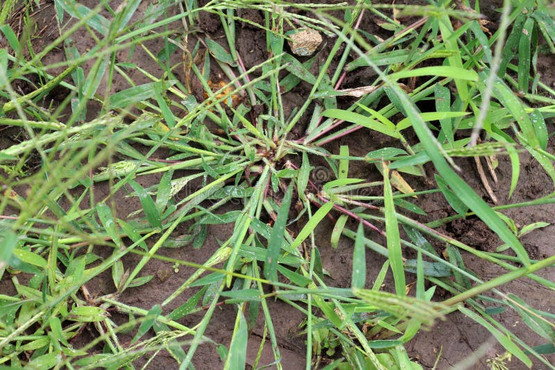 Digitaria Crabgrass Stock Photos - Free & Royalty-Free Stock Photos ...