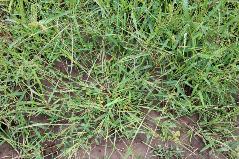 In the Field, Like a Weed, Grows Digitaria Sanguinalis Stock Image ...
