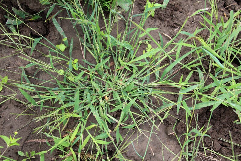 In the Field, Like a Weed, Grows Digitaria Sanguinalis Stock Image ...