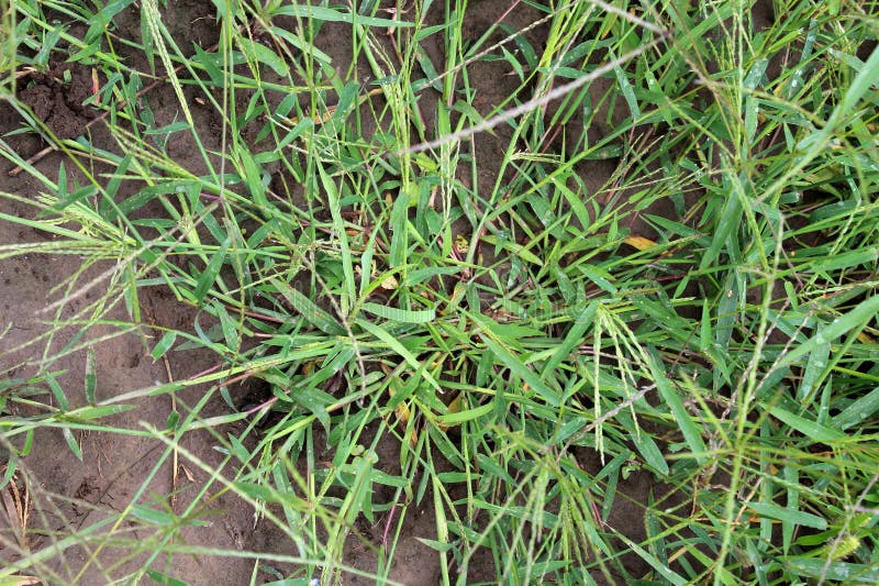 In the Field, Like a Weed, Grows Digitaria Sanguinalis Stock Photo ...