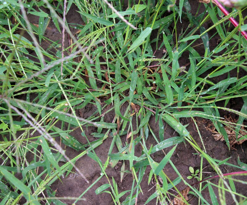 In the Field, Like a Weed, Grows Digitaria Sanguinalis Stock Photo ...