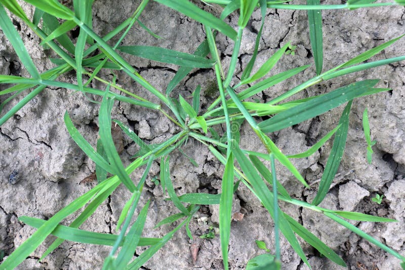 In the Field, Like a Weed, Grows Digitaria Sanguinalis Stock Image ...