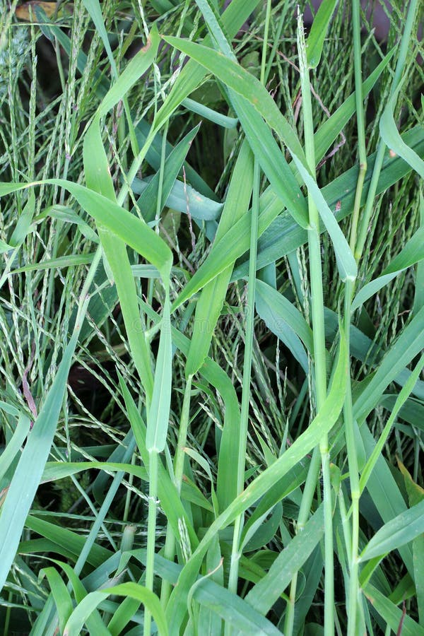 In the Field, Like a Weed, Grows Digitaria Sanguinalis Stock Image ...