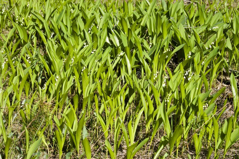 Field of Lilies of the Valley Stock Image - Image of valley, lily: 14616331