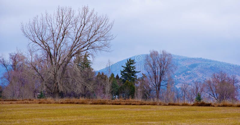 Field and Line of Trees in Winter Stock Photo - Image of arid, green ...