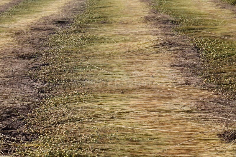 Field of linen stock image. Image of green, freshly, normandy - 61860163