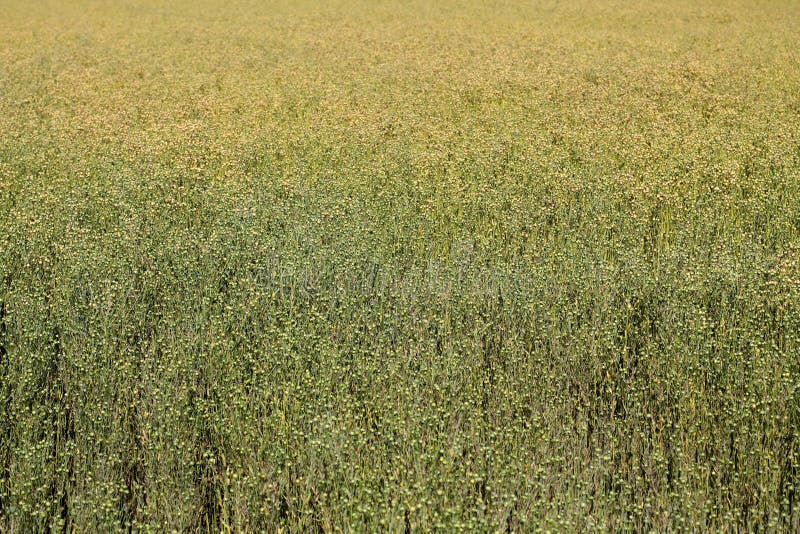 Field of linen stock image. Image of camp, tretat, green - 61860195