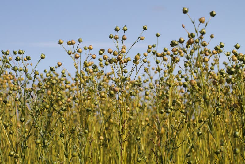 Field of linen stock image. Image of france, cloud, horizon - 61860203