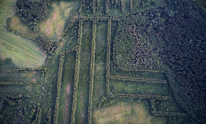 Field with lines of forest stock photo. Image of scenic - 213733062