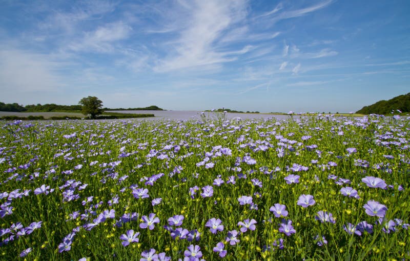 Field of Linseed or Flax in Flower Stock Image - Image of crop, growth ...