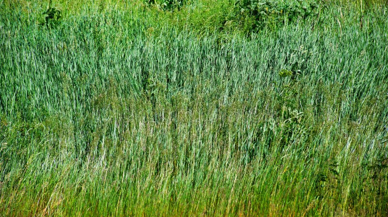 Field with Long Green Colorful Grass Stock Image - Image of lawn ...