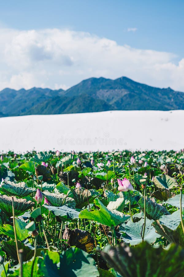 A Field of Lotus Flowers in Front of a Mountain Stock Photo - Image of ...
