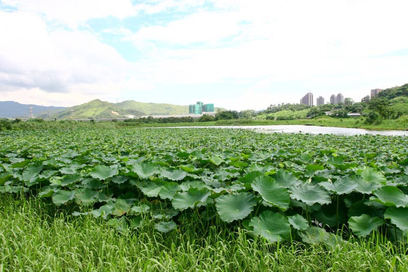 A Field of Lotus Leaves and Coconut Treelandscape Back Ground Stock ...